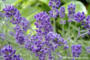 10 Deer-Resistant Plants - Western Garden Centers