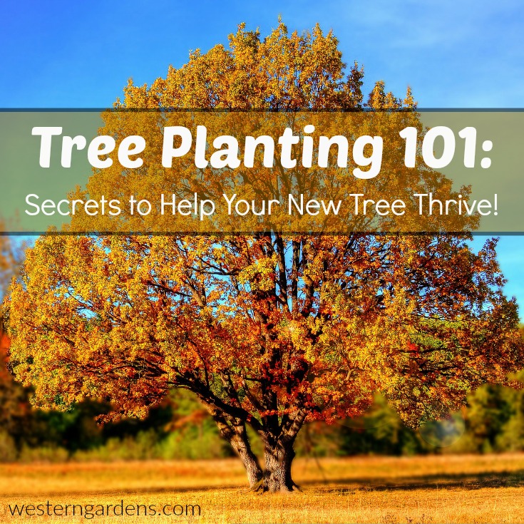 Planting New Trees 101- Secrets to Help Your New Tree Thrive! - Western ...