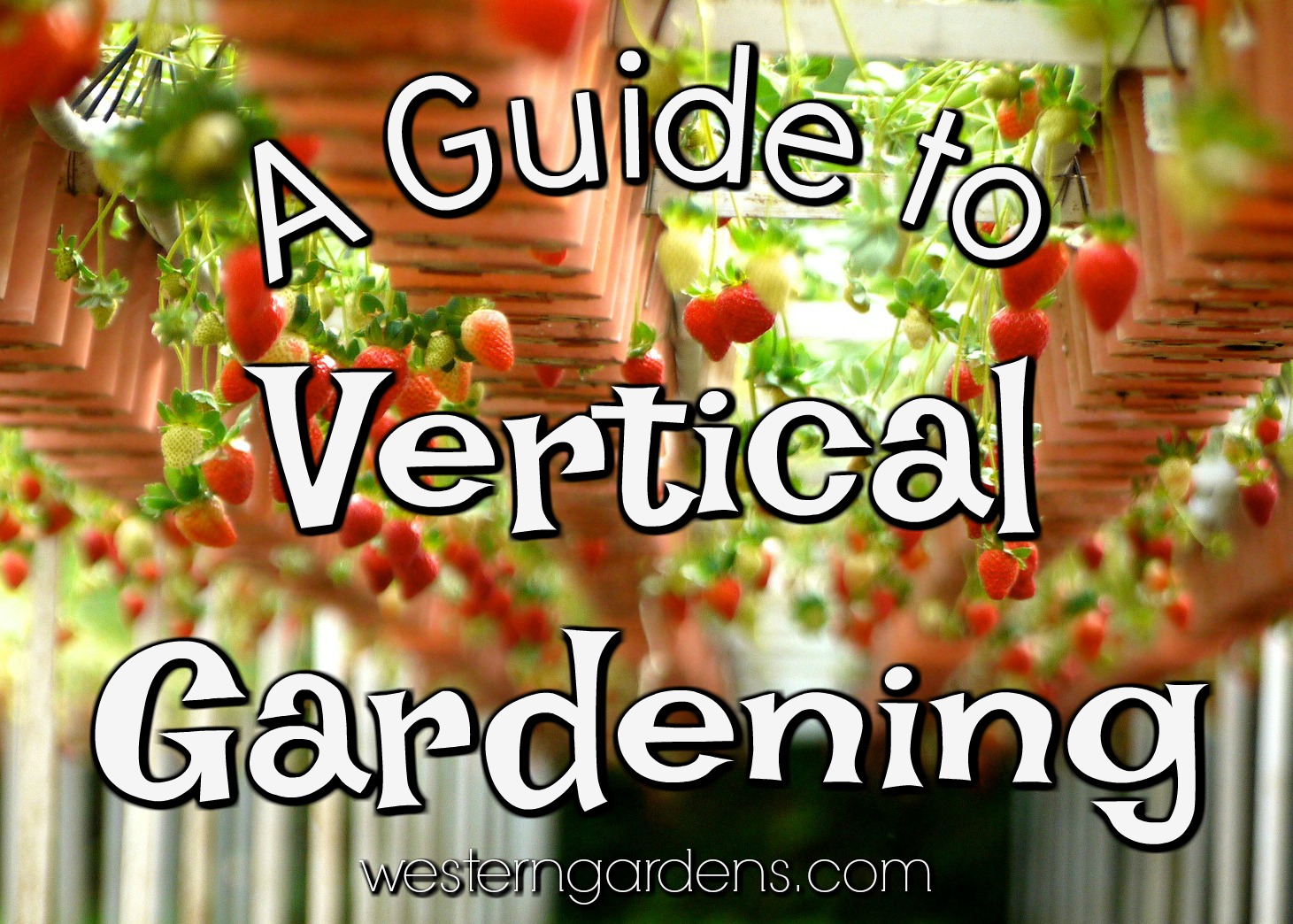 A Guide to Vertical Gardening - Western Garden Centers